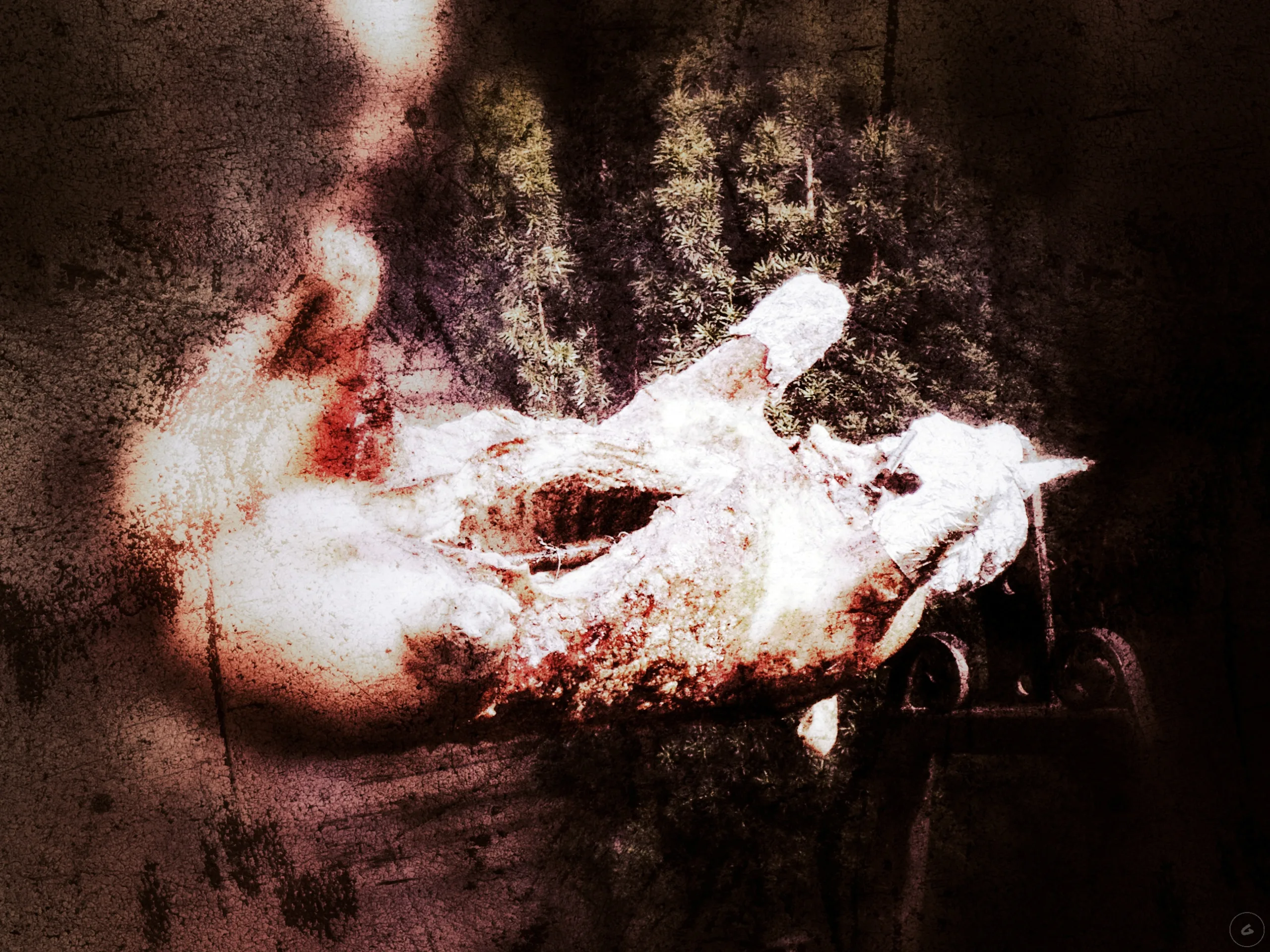 Langschwein | Kai's World of Words